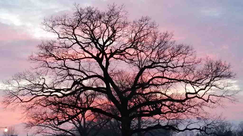 My Favorite Tree